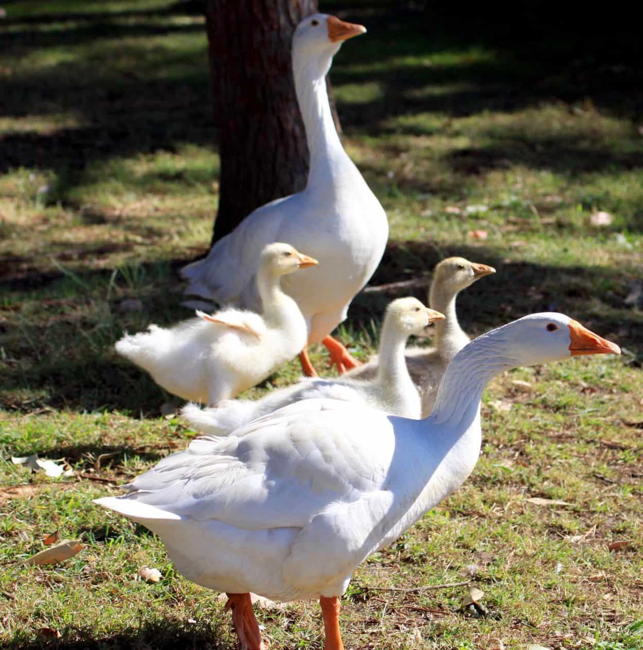 Embden Cross Geese - Hand Sourced