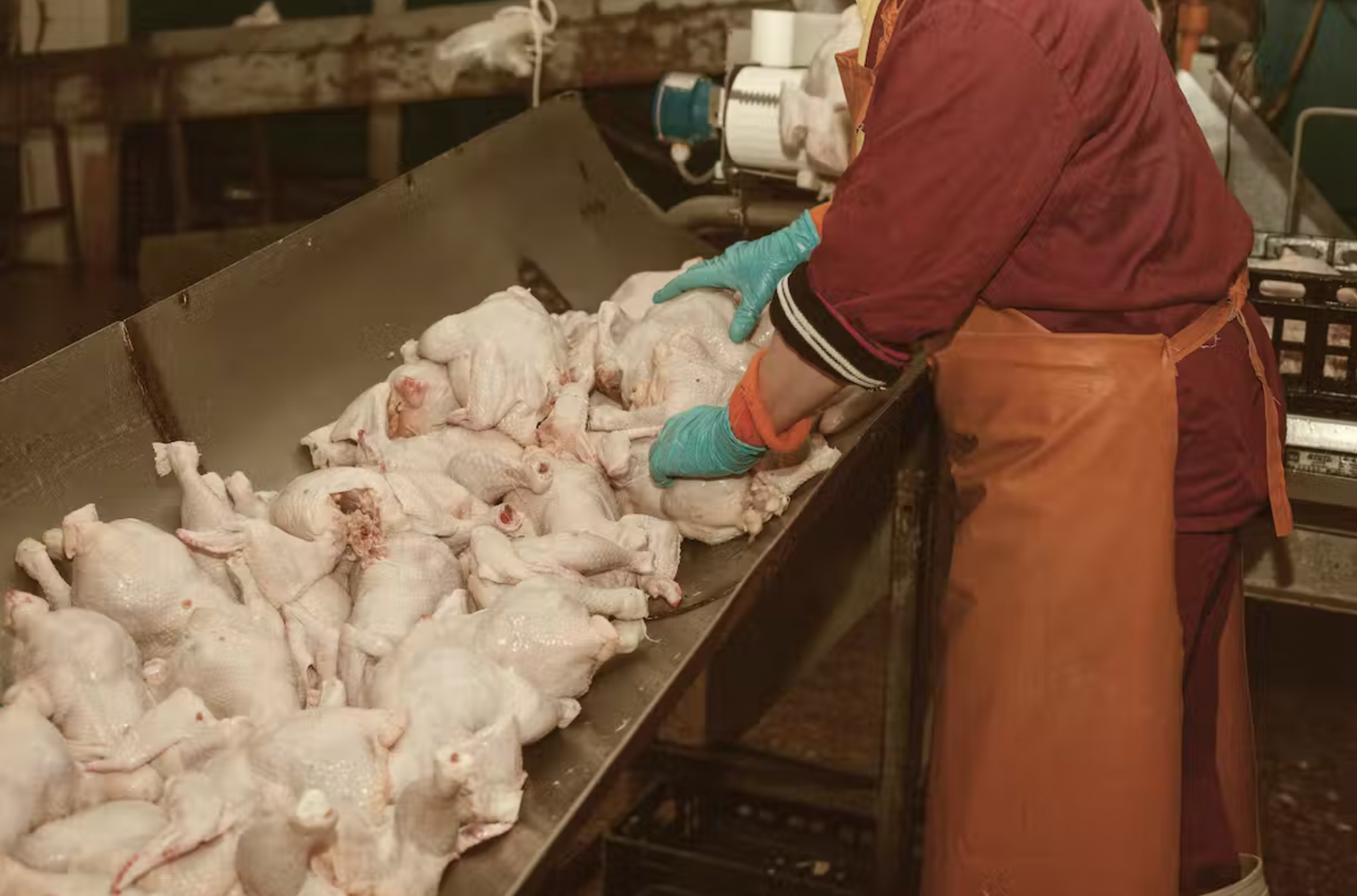 Why chlorine is used in Australian poultry processing – and why we ...