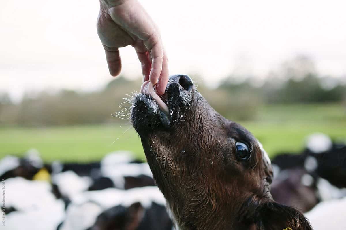 How Does It Work? - Hand Sourced